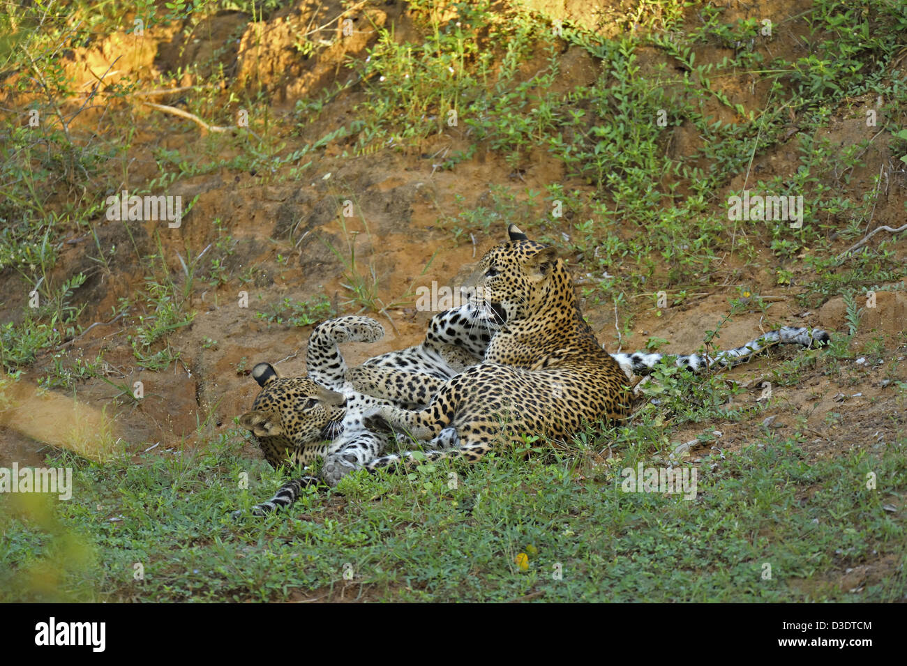 Two Leopards play fighting in Yala national park, Sri Lanka Stock Photo ...