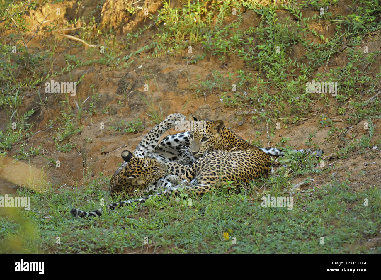 Two Leopards play fighting in Yala national park, Sri Lanka Stock Photo ...