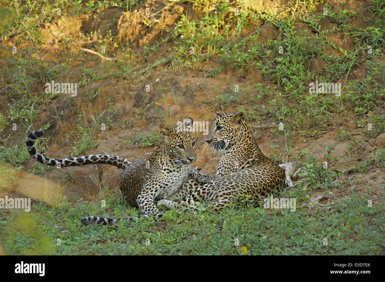 Leopards fighting hi-res stock photography and images - Alamy