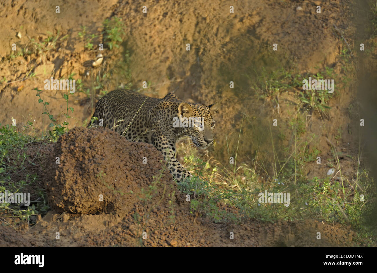 Stalking Leopard in Yala national park, Sri Lanka Stock Photo - Alamy