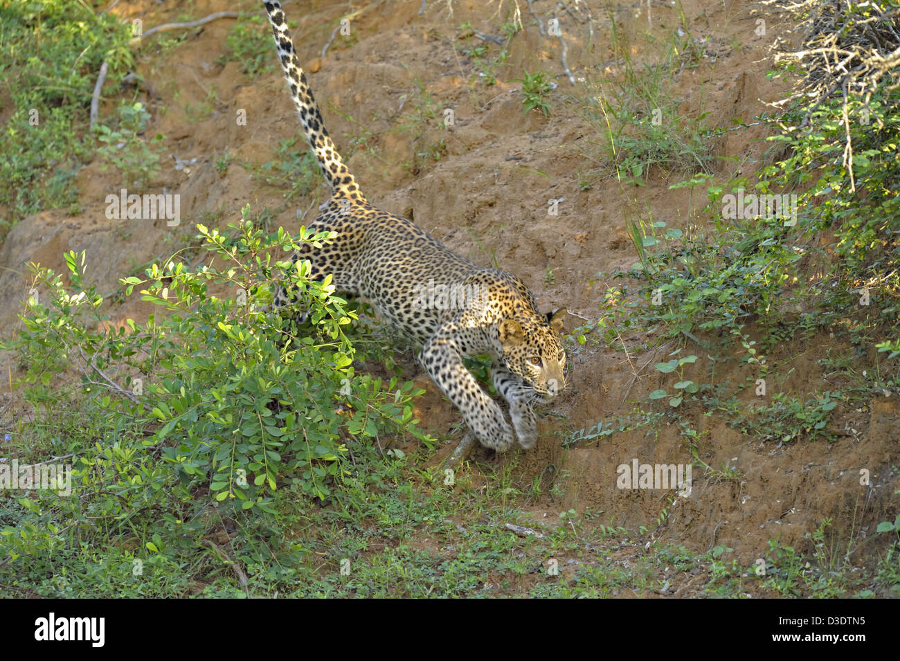 Charging Leopard in Yala national park, Sri Lanka Stock Photo - Alamy