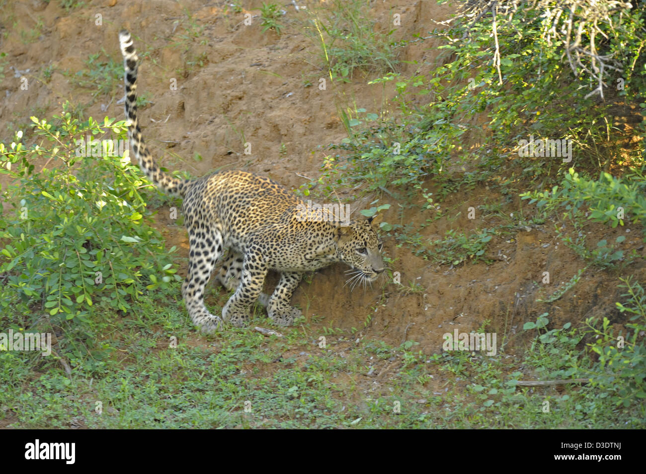 Charging Leopard in Yala national park, Sri Lanka Stock Photo - Alamy