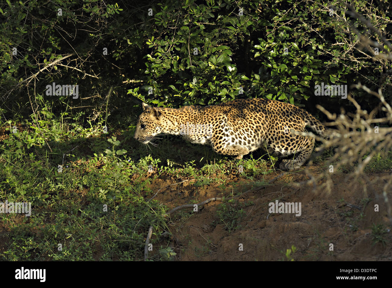 Charging Leopard in Yala national park, Sri Lanka Stock Photo - Alamy