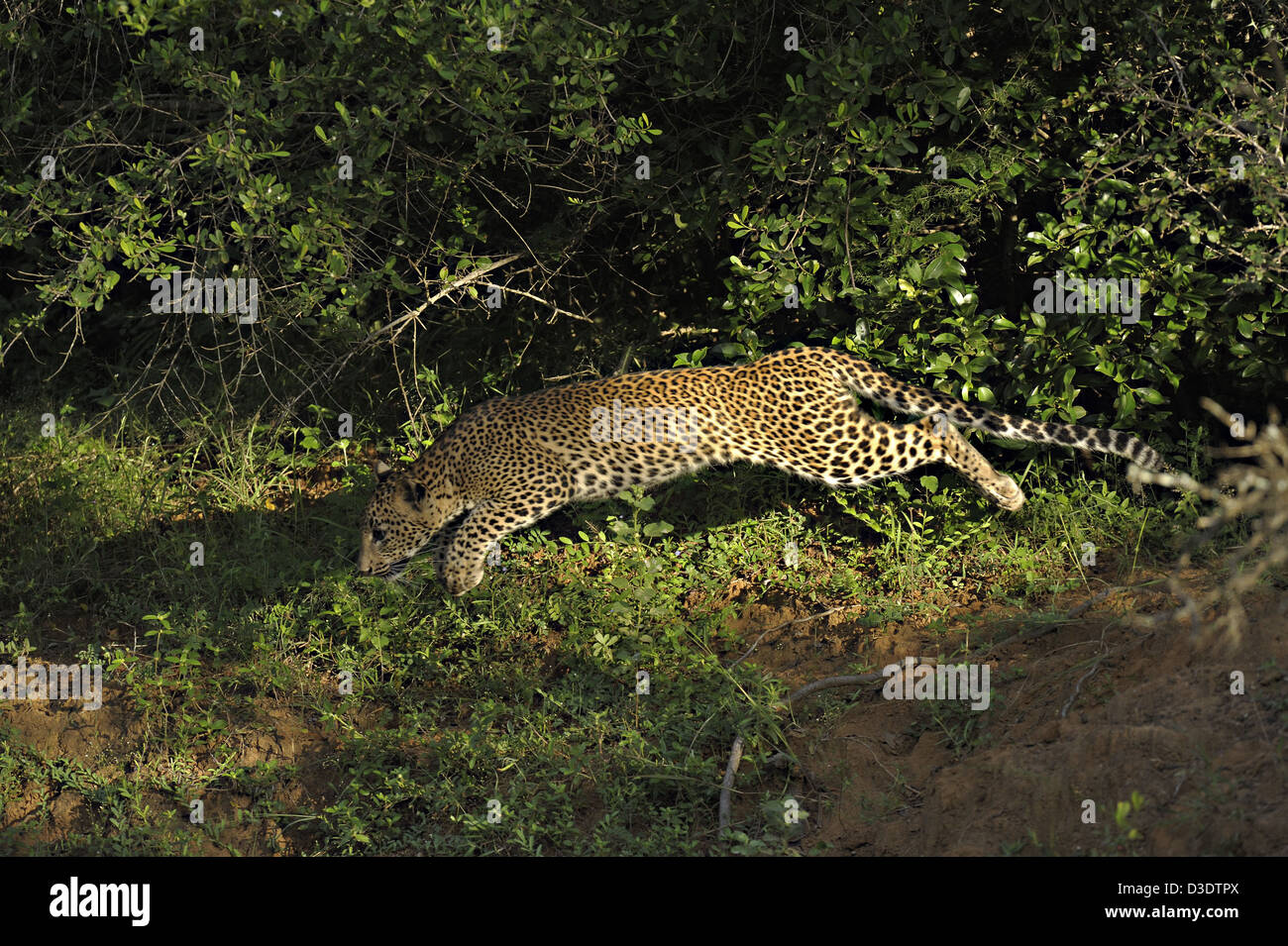 Charging Leopard in Yala national park, Sri Lanka Stock Photo - Alamy
