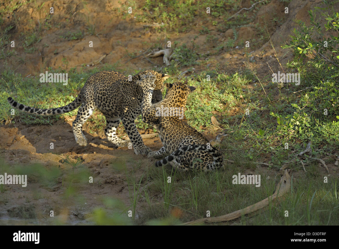 Two Leopards play fighting in Yala national park, Sri Lanka Stock Photo ...
