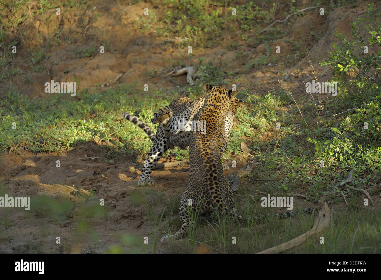 Two Leopards play fighting in Yala national park, Sri Lanka Stock Photo ...