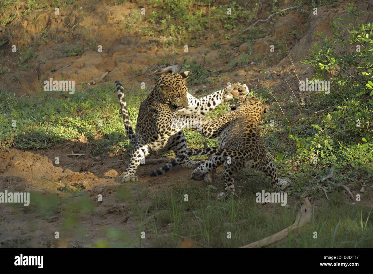 Two Leopards play fighting in Yala national park, Sri Lanka Stock Photo ...