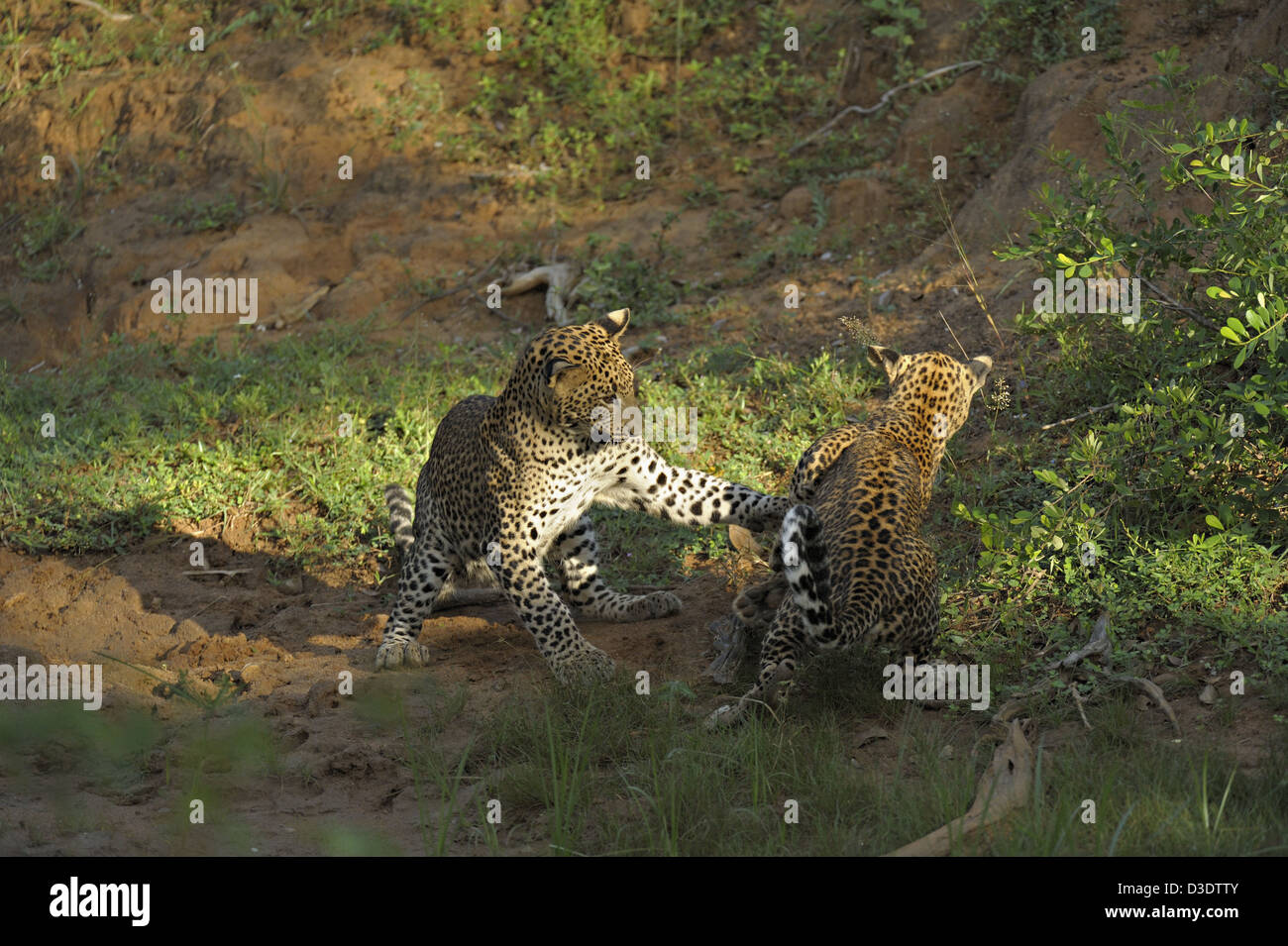 Two Leopards play fighting in Yala national park, Sri Lanka Stock Photo ...