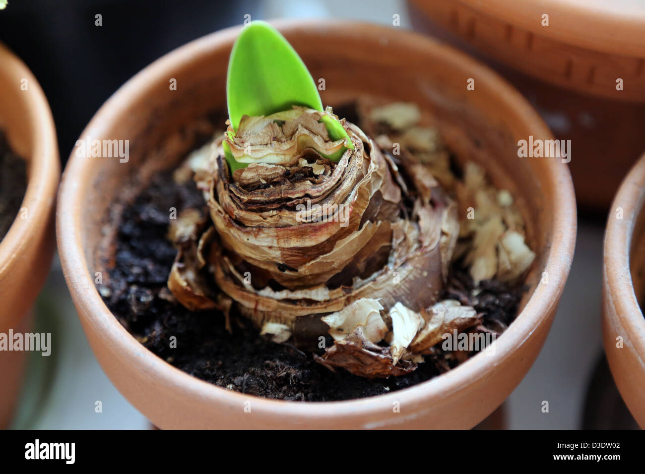 Amaryllis Pot High Resolution Stock Photography and Images - Alamy