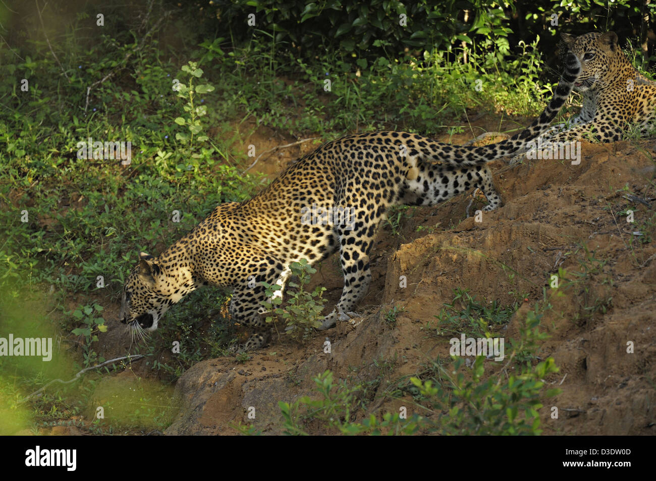 Charging Leopard High Resolution Stock Photography and Images - Alamy