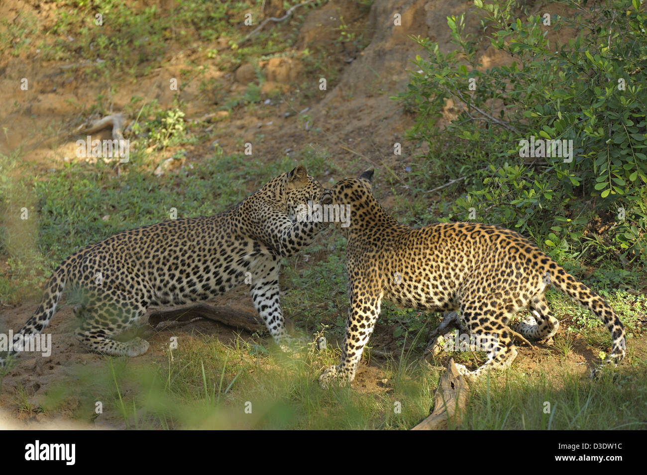 Two Leopards play fighting in Yala national park, Sri Lanka Stock Photo ...