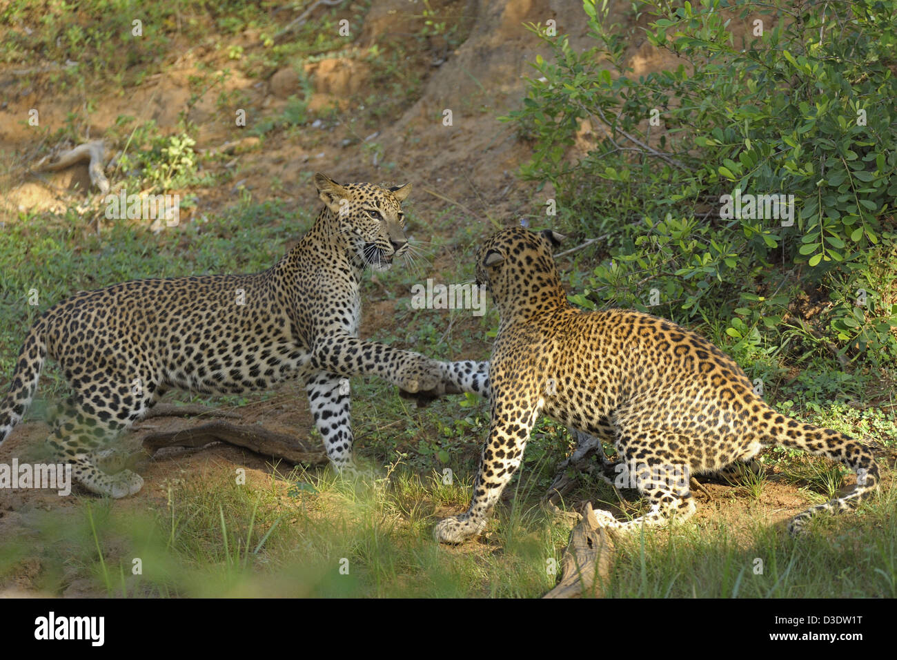 Two Leopards play fighting in Yala national park, Sri Lanka Stock Photo ...