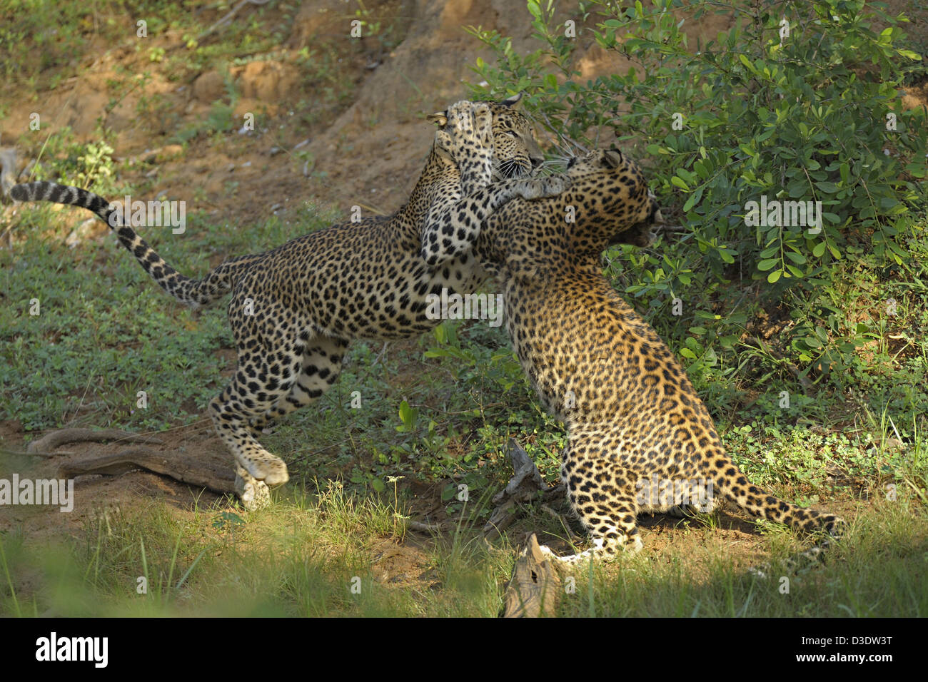 Leopards Panthera Pardus Fighting High Resolution Stock Photography and ...