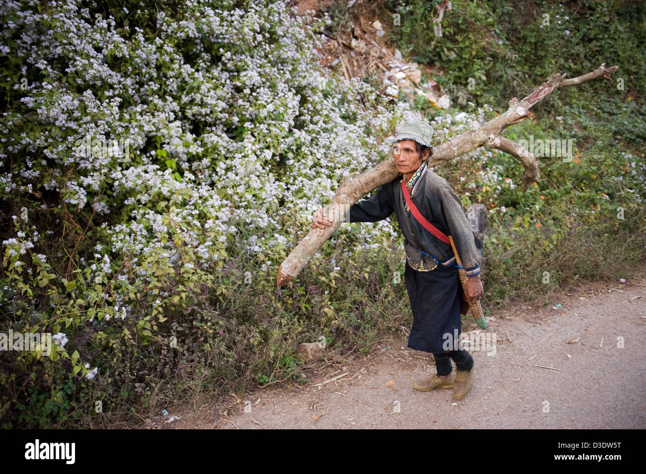 Fang, Thailand, refugee from Burma carries a tree trunk Stock Photo - Alamy