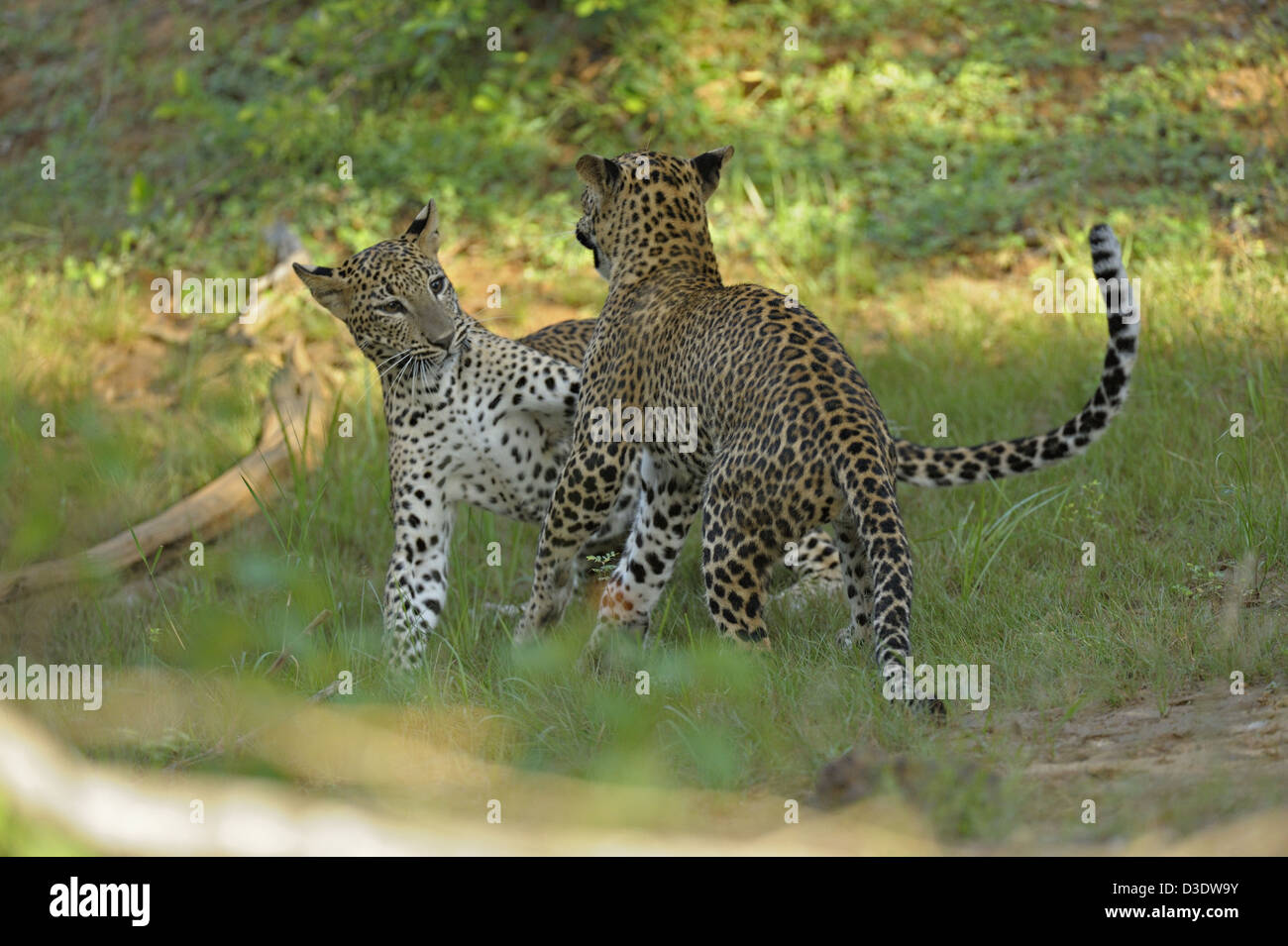 Two Leopards play fighting in Yala national park, Sri Lanka Stock Photo ...