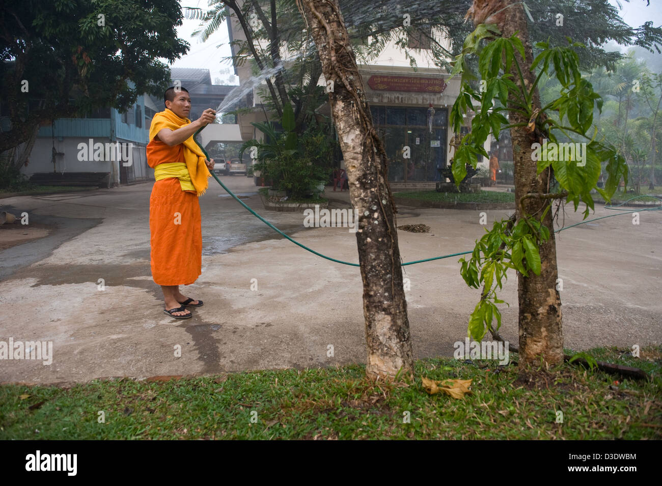 Fang, Thailand, a novice to water the trees Stock Photo - Alamy