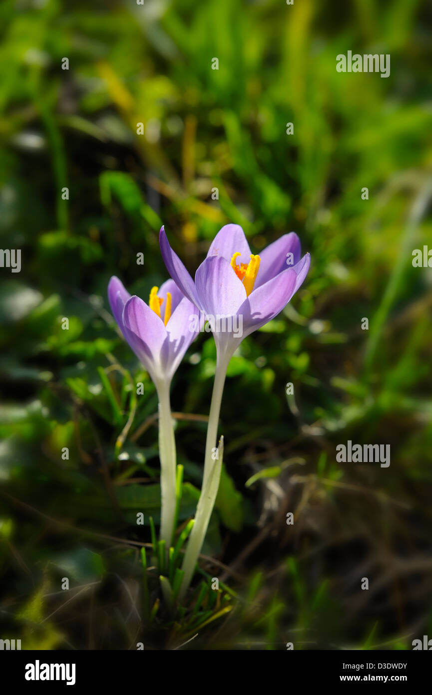 Spring flowers growing in the garden hi-res stock photography and ...