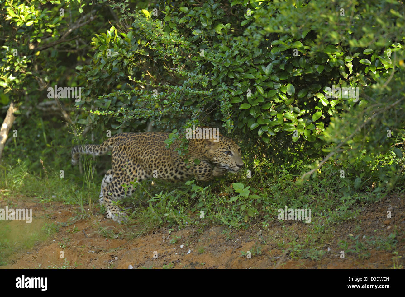 Panther leaping hi-res stock photography and images - Alamy