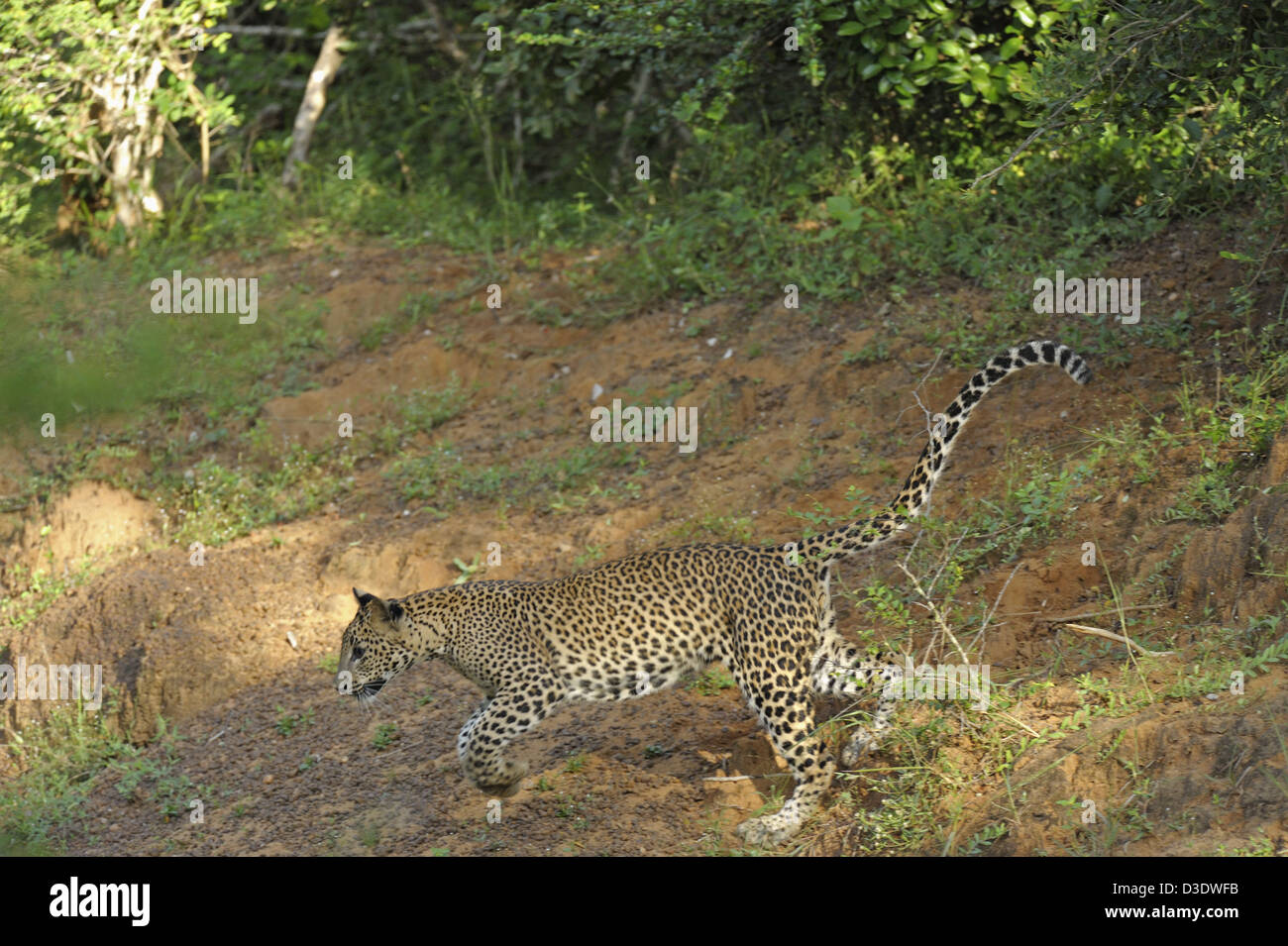 Charging Leopard in Yala national park, Sri Lanka Stock Photo - Alamy