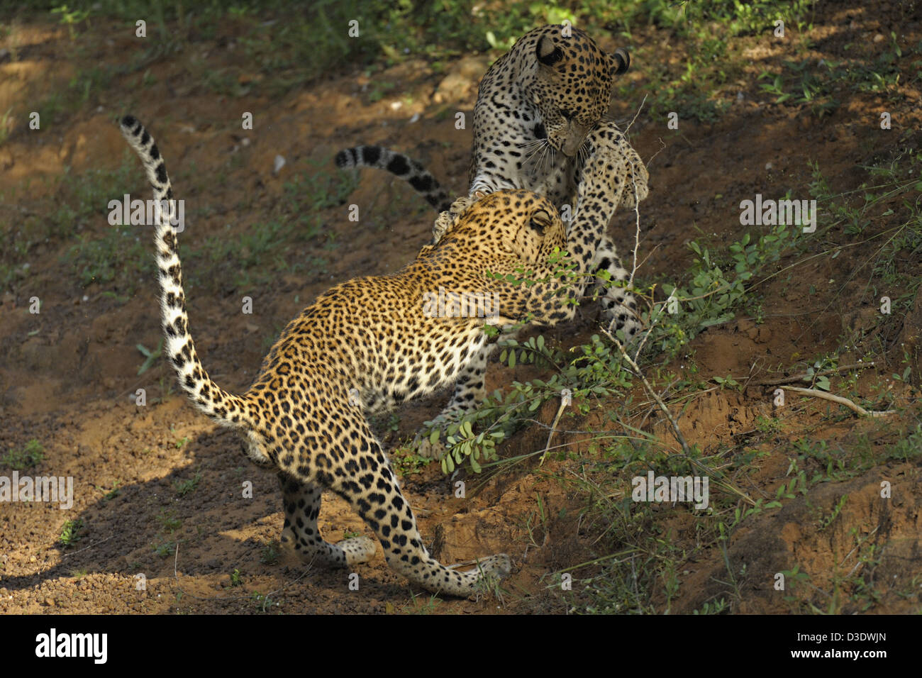 Two Leopards play fighting in Yala national park, Sri Lanka Stock Photo ...