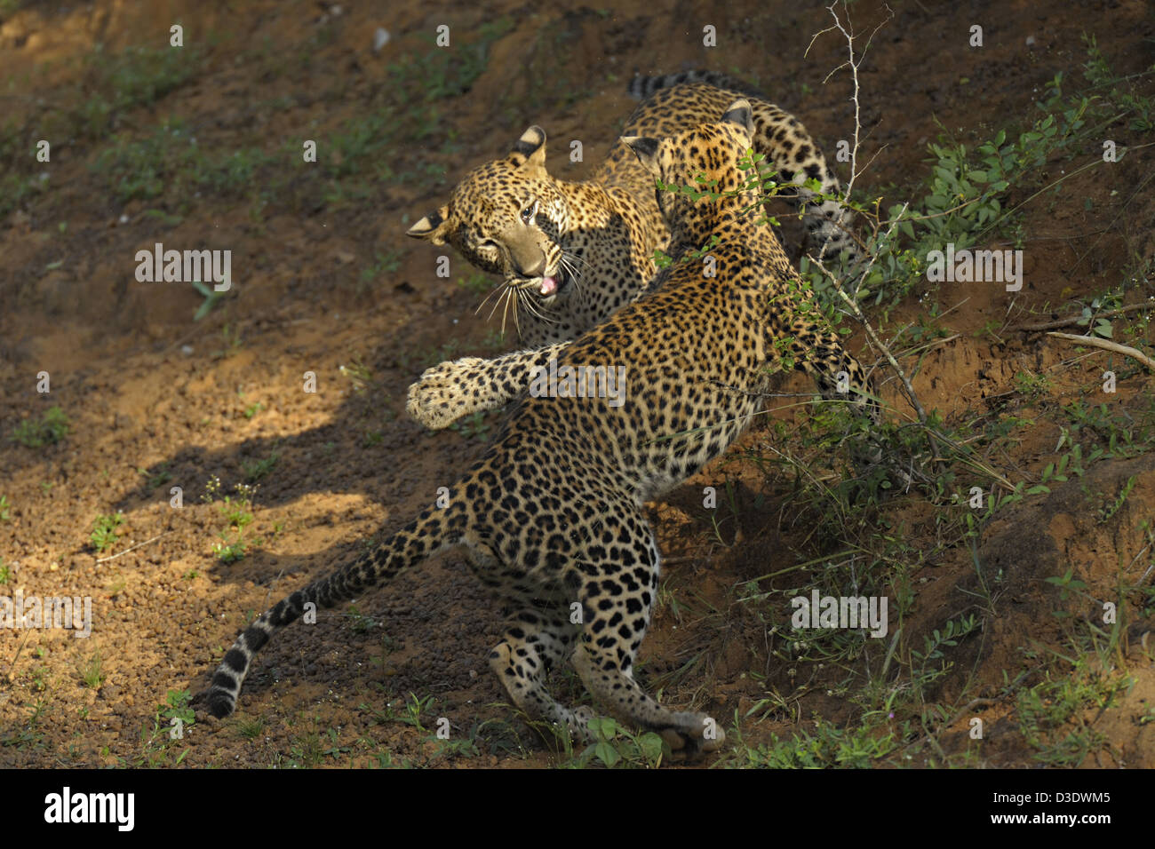 Two Leopards play fighting in Yala national park, Sri Lanka Stock Photo ...