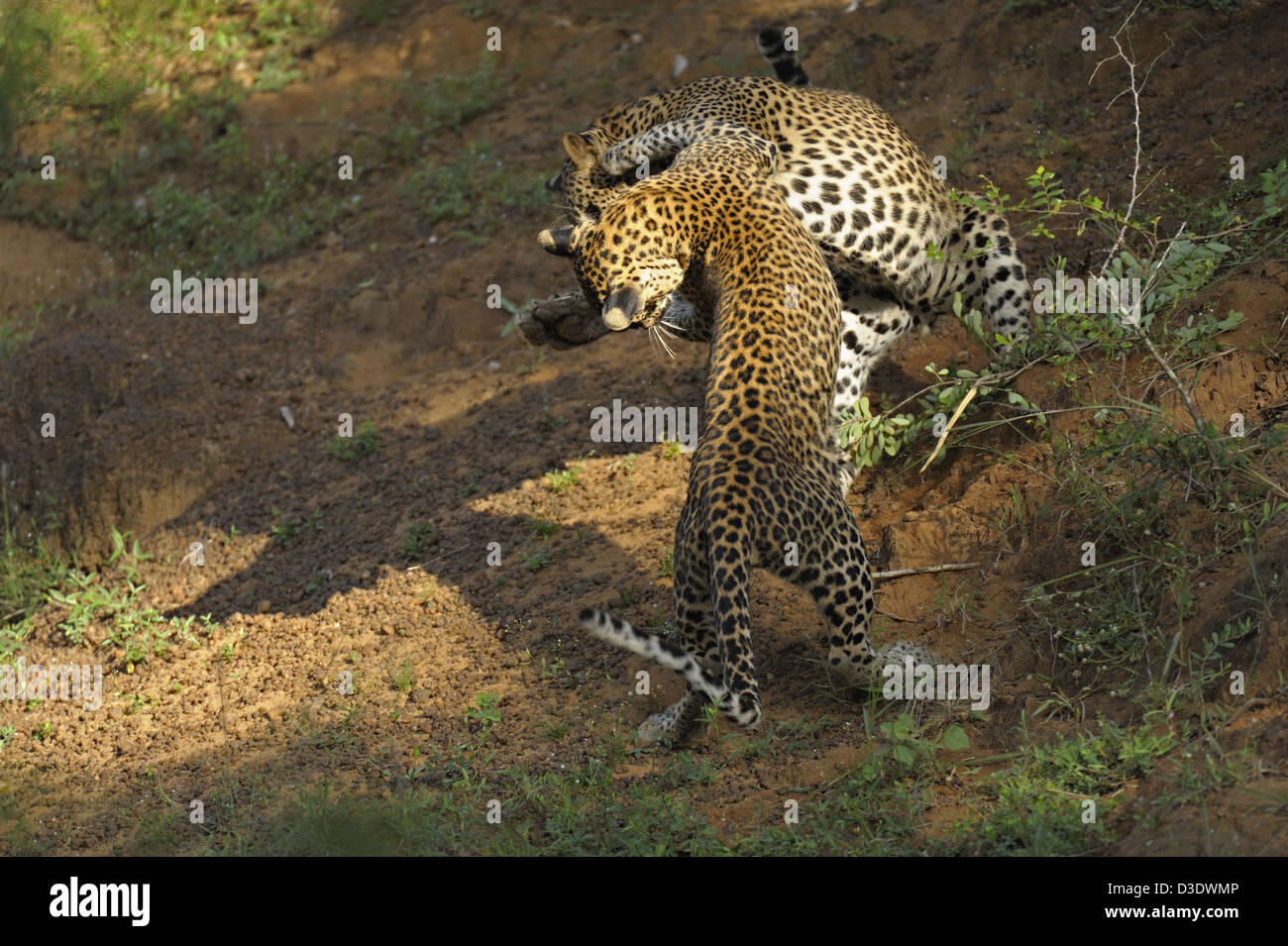 Two Leopards play fighting in Yala national park, Sri Lanka Stock Photo ...
