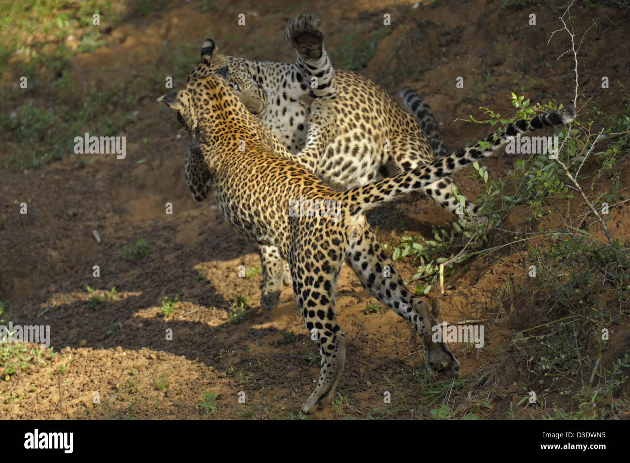 Two Leopards play fighting in Yala national park, Sri Lanka Stock Photo ...