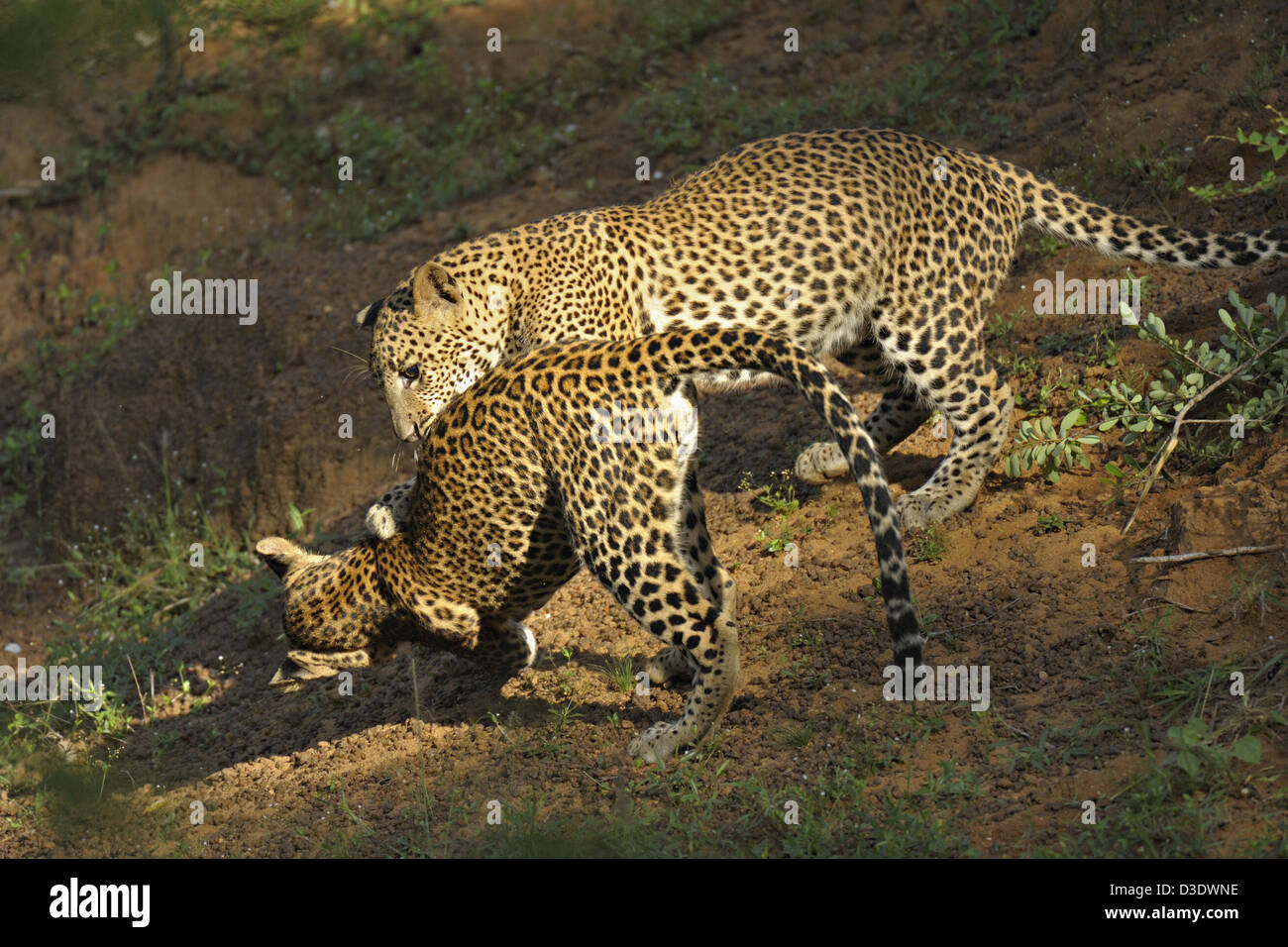 Two Leopards play fighting in Yala national park, Sri Lanka Stock Photo ...