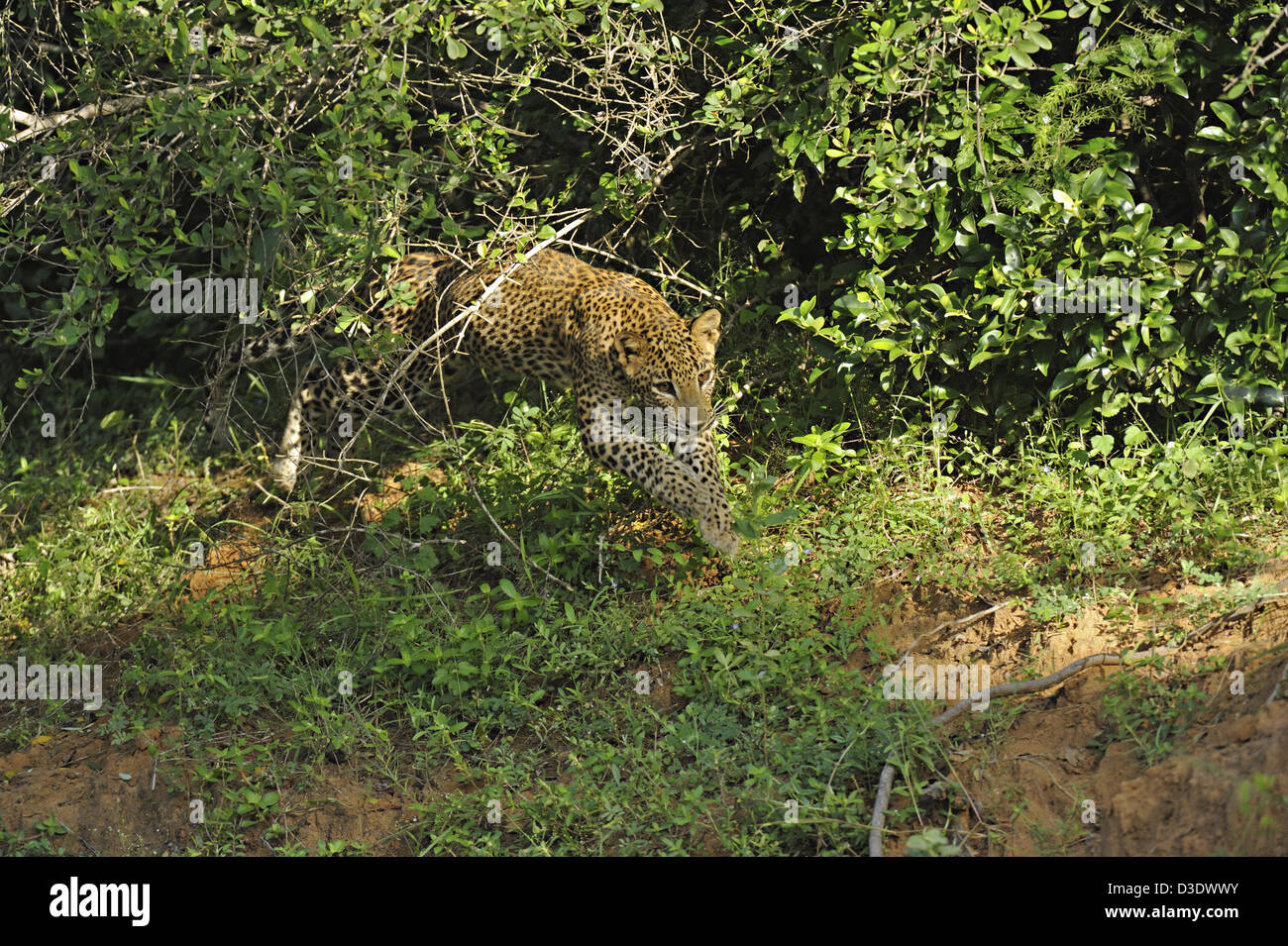 Charging leopard hi-res stock photography and images - Alamy