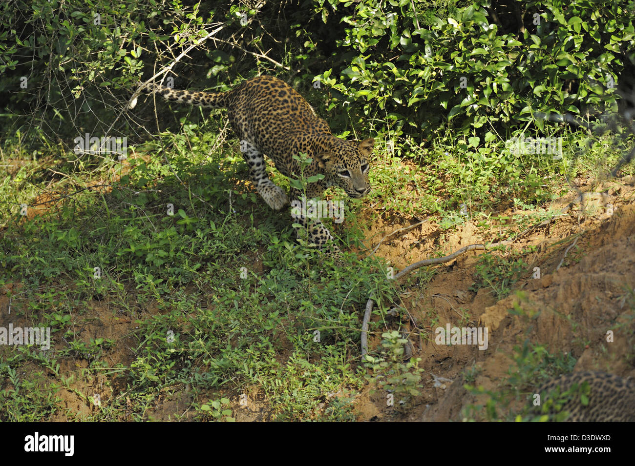 Charging Leopard in Yala national park, Sri Lanka Stock Photo - Alamy