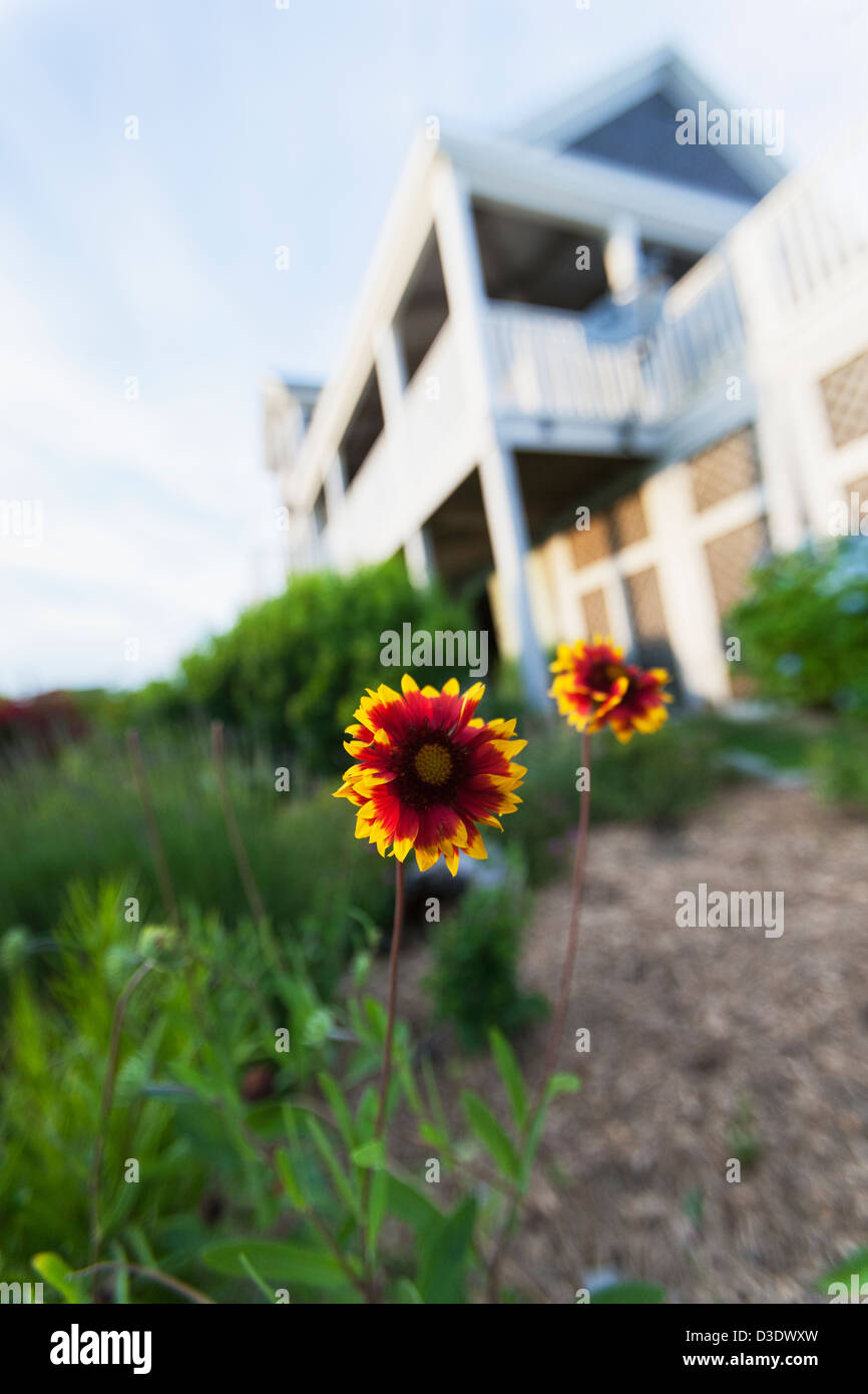 Blanket flowers with beach house in the background, Block Island, Rhode ...