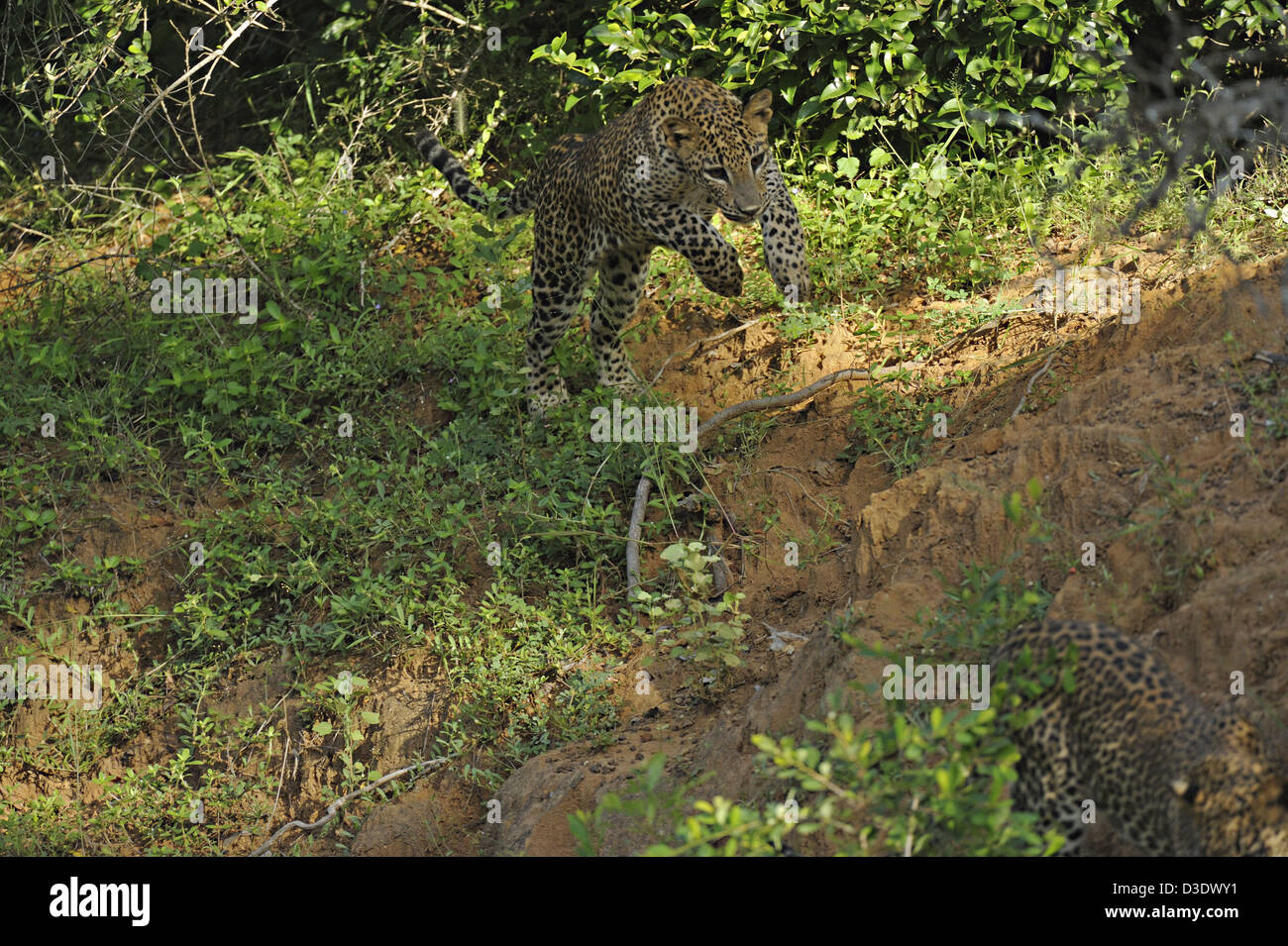 Charging Leopard in Yala national park, Sri Lanka Stock Photo - Alamy