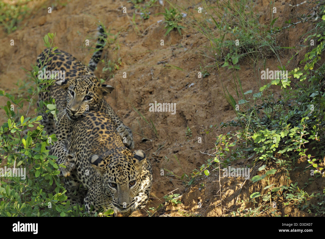 Two Leopards play fighting in Yala national park, Sri Lanka Stock Photo ...