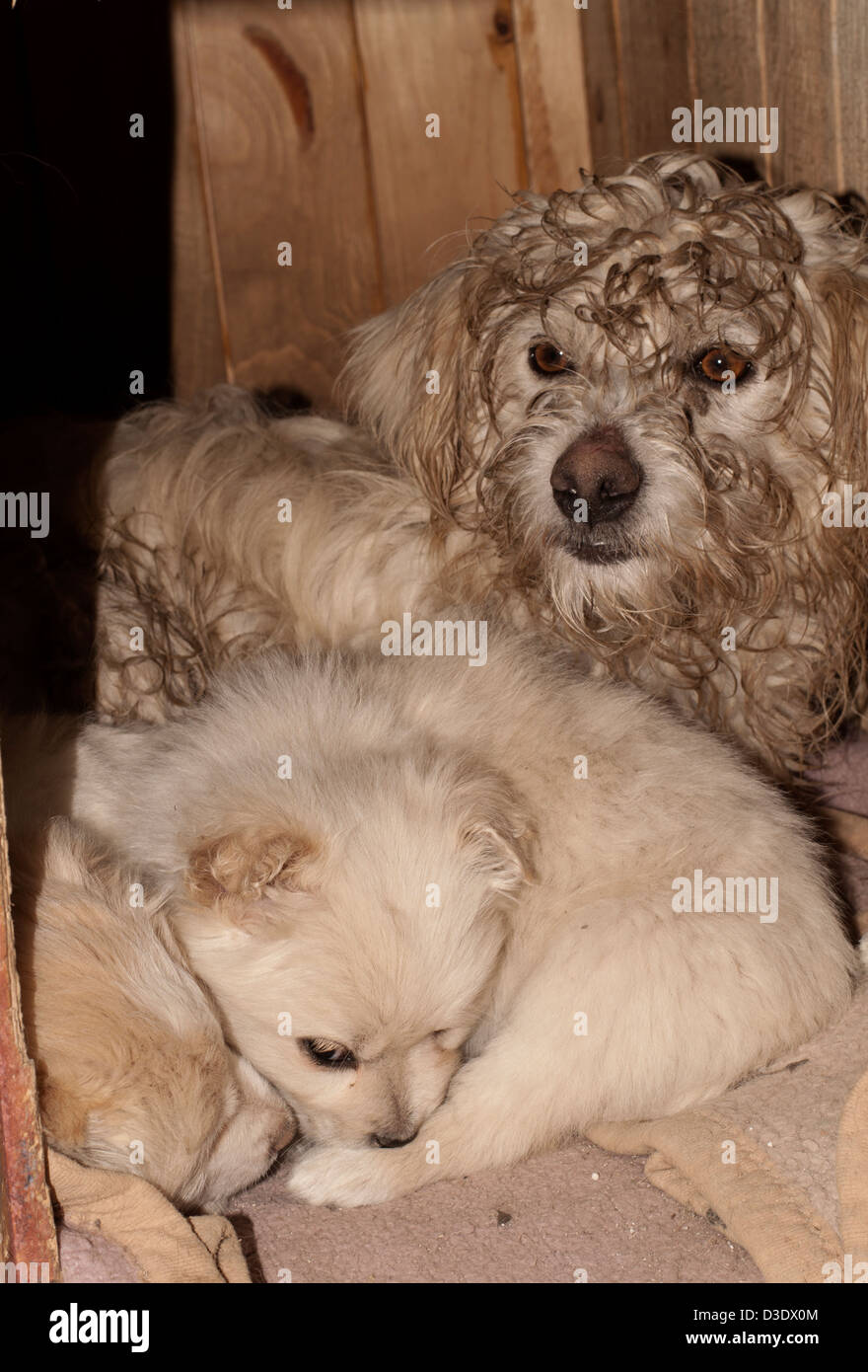 Adult dogs with puppies hi-res stock photography and images - Alamy
