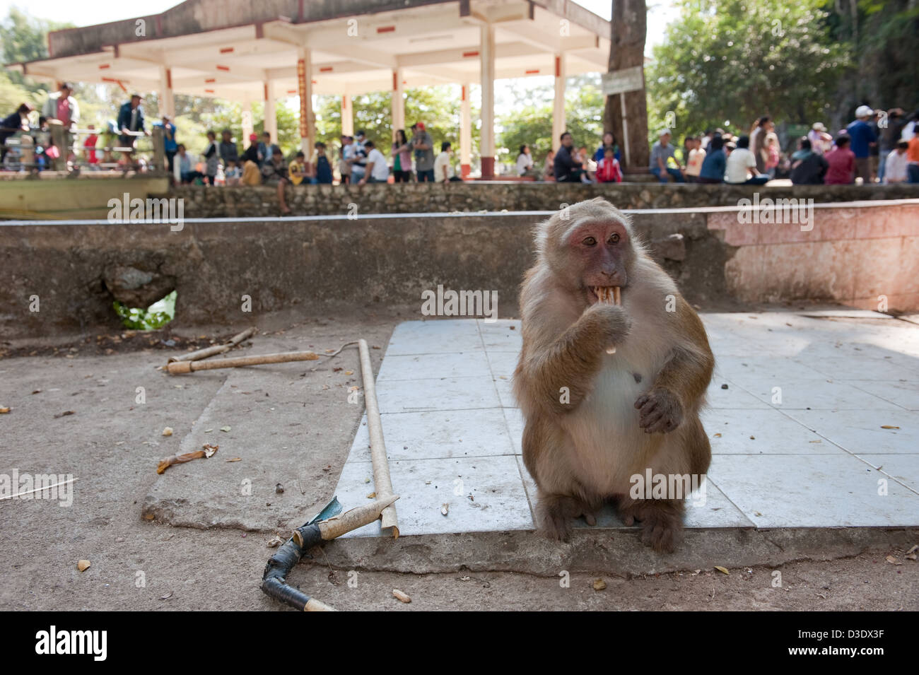 Fang, Thailand, rhesus monkeys in a temple as an attraction Stock Photo ...
