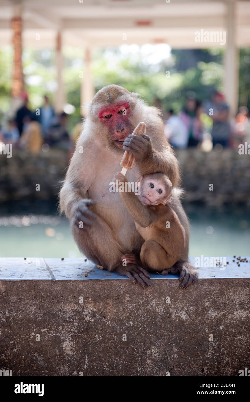 Monkeys in thailand hi-res stock photography and images - Alamy