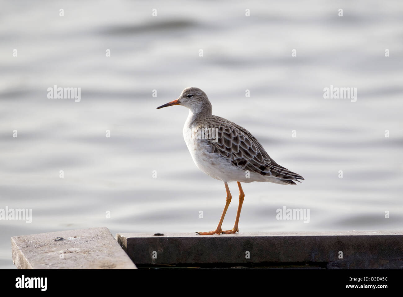 Ruff in winter plumage hi-res stock photography and images - Alamy