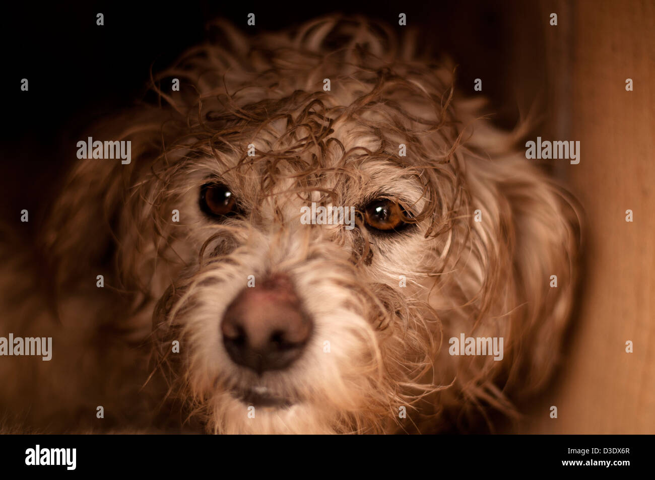 Dirty dog hi-res stock photography and images - Alamy