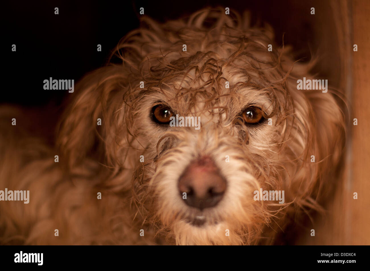 Dirty dog hi-res stock photography and images - Alamy