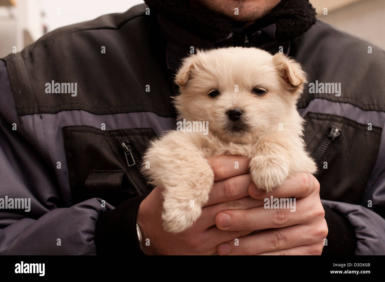 Man holding puppy hi-res stock photography and images - Alamy