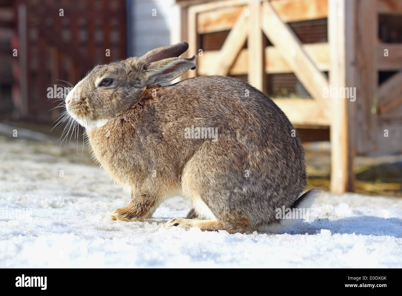 fat domestic brown hare standing in the farm yard Stock Photo - Alamy