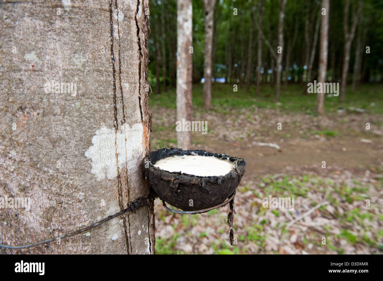 Rubber extraction hi-res stock photography and images - Alamy