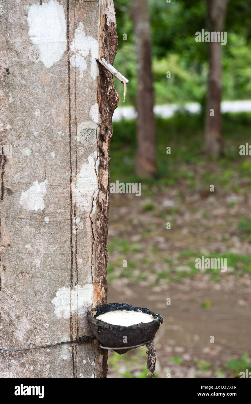 Rubber extraction hi-res stock photography and images - Alamy
