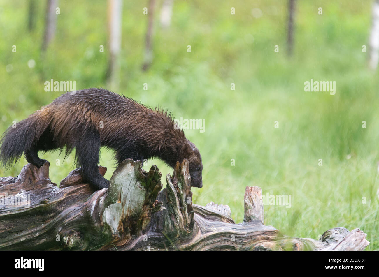 Wolverine in the wilderness Stock Photo - Alamy