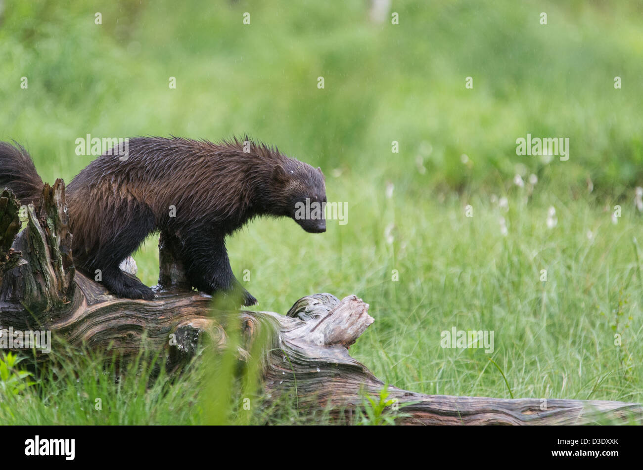 Wolverine in the wilderness Stock Photo - Alamy