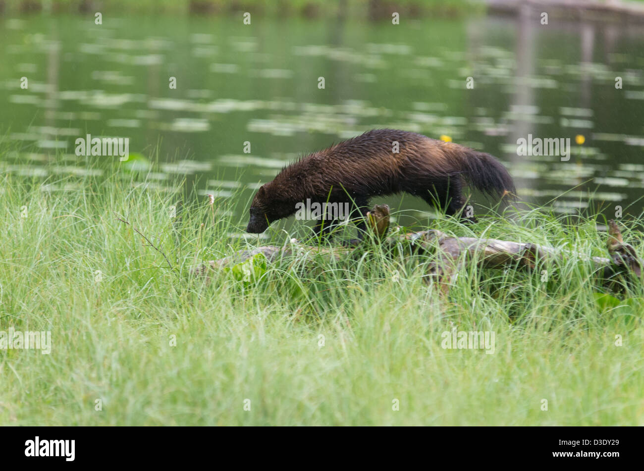 A wet wolverine on the bank of a swamp pond in Finland Stock Photo - Alamy