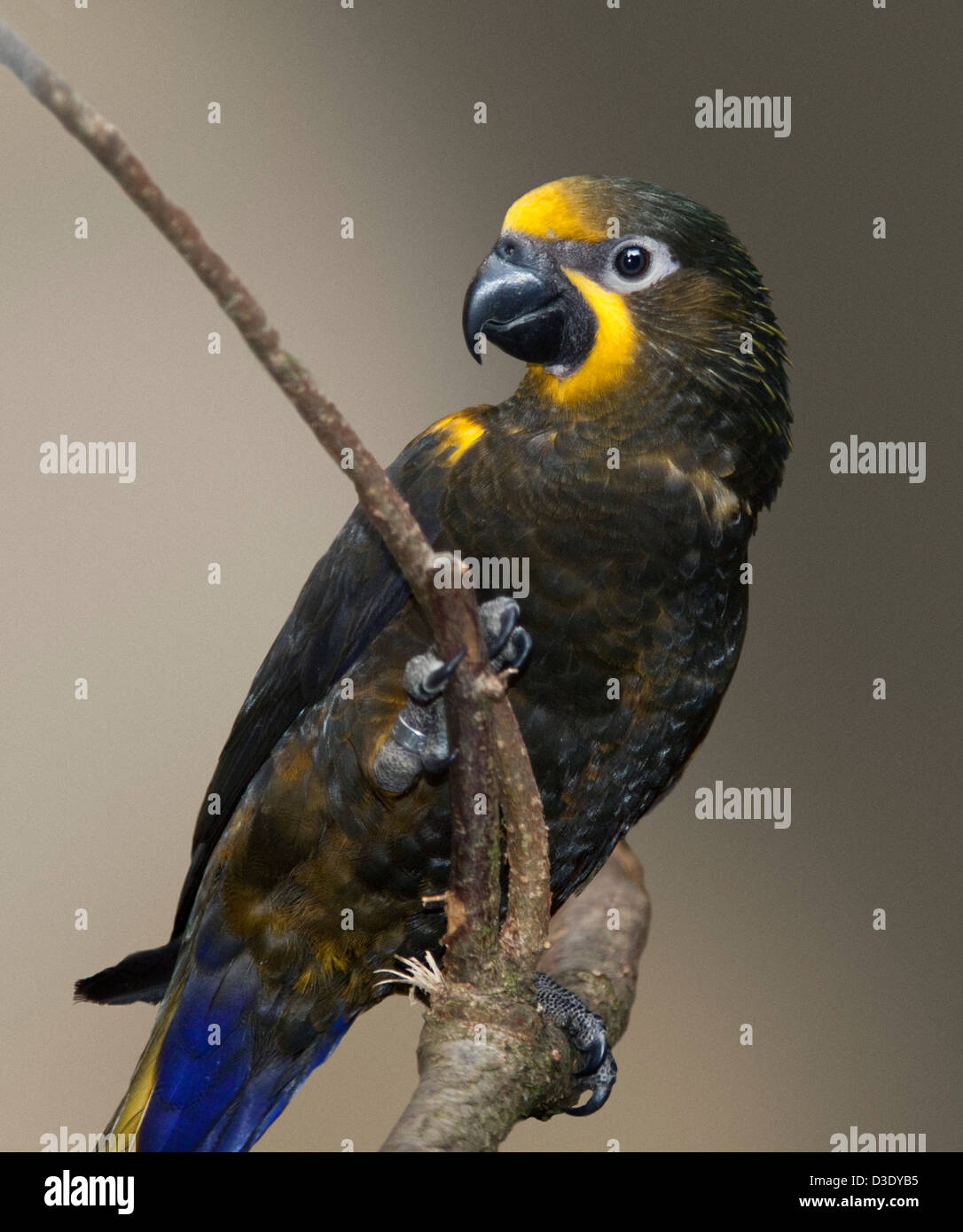 Chalcopsitta Duivenbodei High Resolution Stock Photography and Images - Alamy