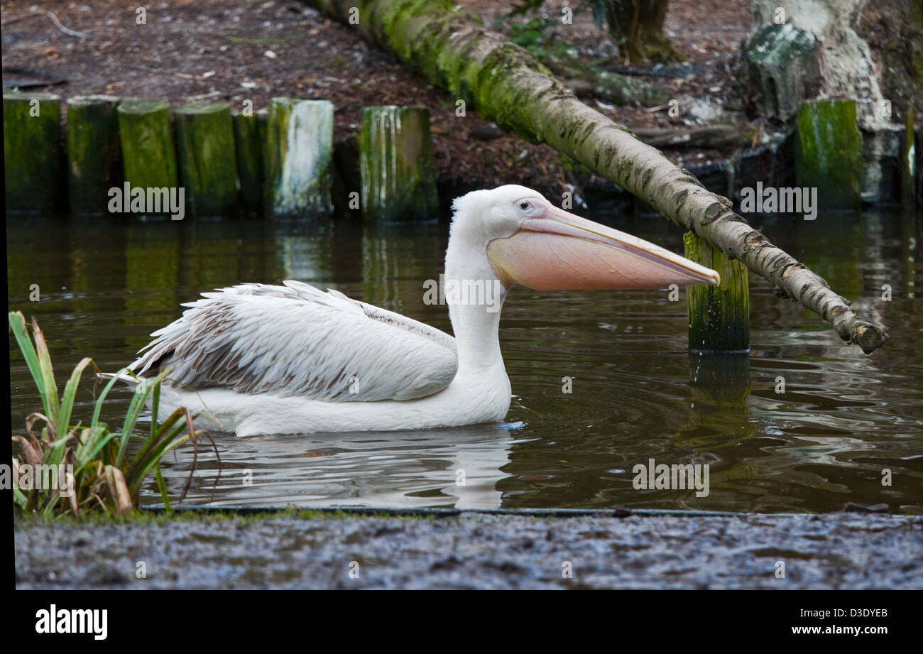 Great White Pelican (pelecanus onocrotalus Stock Photo - Alamy