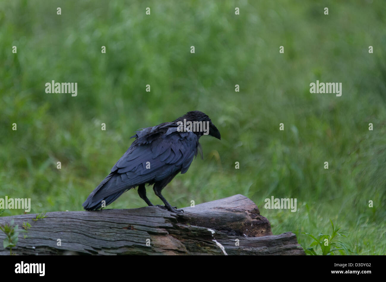 Raven on log hi-res stock photography and images - Alamy