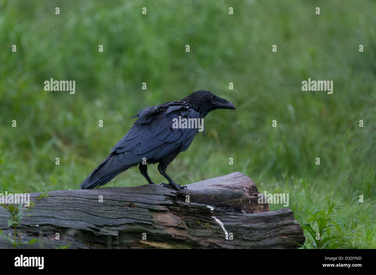 A raven sits on a log Stock Photo - Alamy